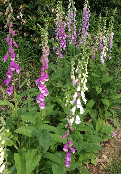 Flowers and food | T. K. Flor's Blog
